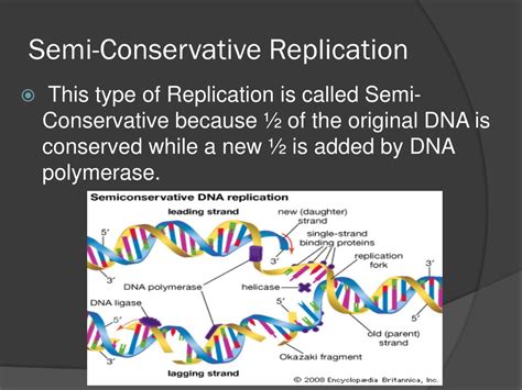 Ppt Chromosomes And Dna Replication Powerpoint Presentation Free