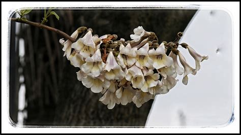 袁元美摄视界 白花泡桐首发 VV