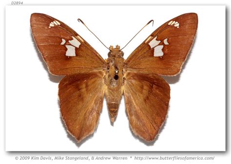 Nascus Solon Corilla ♂ Mexico Oaxaca Candelaria Loxicha 18 Vii 72 [mgcl]