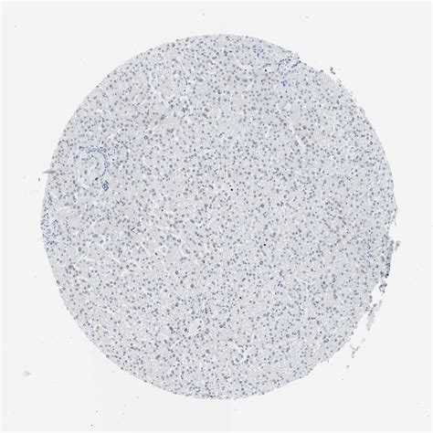 Tissue Expression Of Cebpb Staining In Liver The Human Protein Atlas