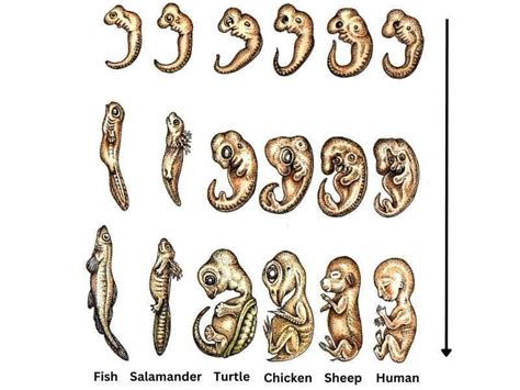 15 Evolution Examples In Real Life Studiousguy