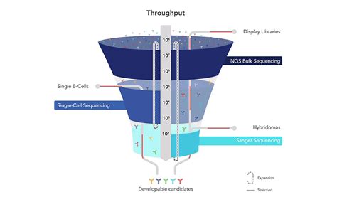 strength in numbers using next generation sequencing with display technologies for antibody