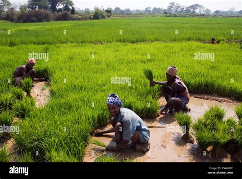 Indian Rice Farmers