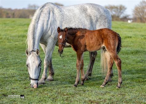 Breeders — Uslf United States Lipizzan Federation