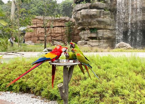 The Ultimate Guide To Rainforest Wild Asia In Singapore
