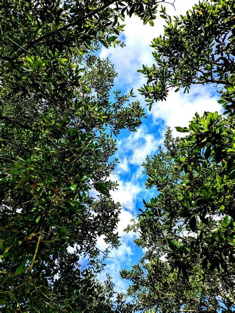 красивые зелёные деревья с облаками Стоковое Фото изображение насчитывающей джунгли небо