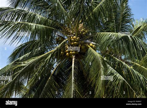 Coconut Tree Fruit Hi Res Stock Photography And Images Alamy