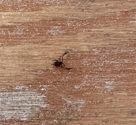 What Is This R Insectidentification