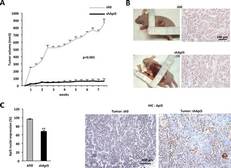Api5 Favors Tumorigenicity In Vivo A Tumor Growth Rate Of Mcf7 Cell