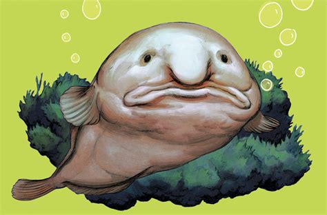 What Do Blob Fish Do What Do Blob Fish Do
