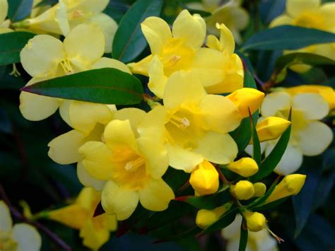 Gelsemium Sempervirens Un Remède Homéopathique Polychreste