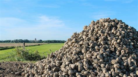 Закупочную цену сахарной свеклы подняли в Казахстане - 19.07.2022 ...