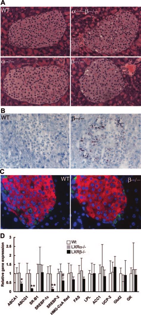 Lipid Accumulation In Cells Of Lxr Mice A Photomicrographs Of
