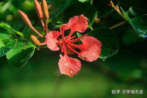 深圳淘金山绿道 知乎