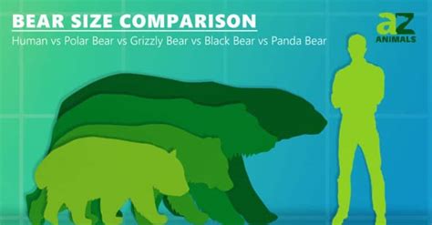 Bear Size Comparison How Big Are Different Bears A Z Animals