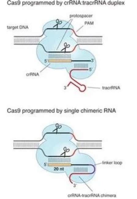 Crispr Cas9系统实现基因编辑 敲除 敲入，操作步骤 Udp糖丨mof丨金属有机框架丨聚集诱导发光丨荧光标记推荐西安齐岳生物