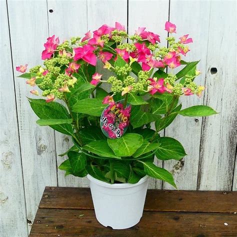 あじさい 火の鳥 5号鉢 赤花 額あじさい アジサイ 加茂セレクション 220614 お花処 昌山園 通販 Yahoo ショッピング