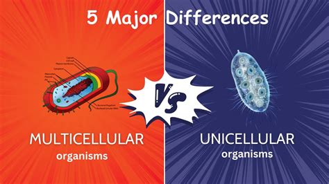 Difference Btw Unicellular And Multicellular Organisms Class 9th
