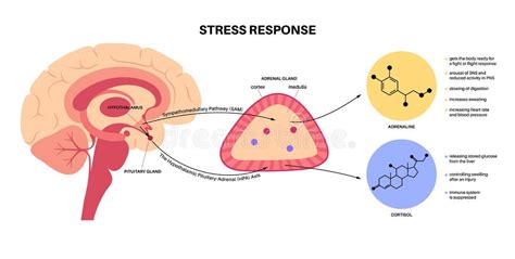 Hpa Axis Stress Response Stock Illustrations 57 Hpa Axis Stress