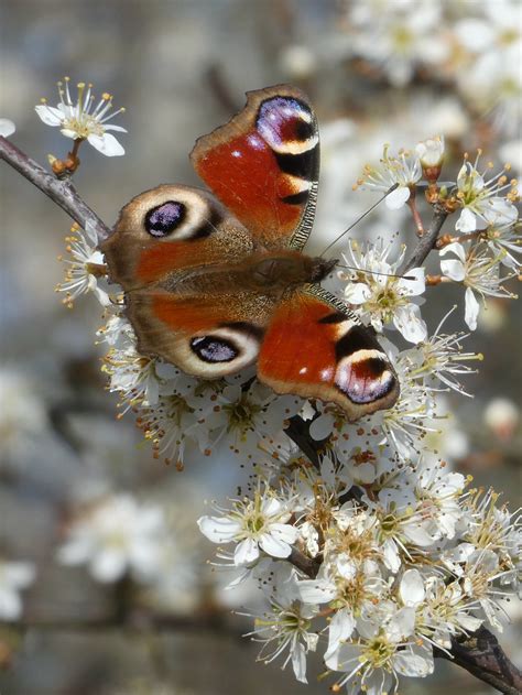 Nature And Weather In Se England April Butterflies And Insects