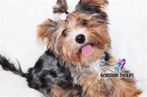 Merle Yorkie Puppies Blue Diamond Merle Yorkies For Sale Gemstone