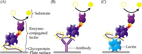 Lectins An Effective Tool For Screening Of Potential Cancer Biomarkers Peerj