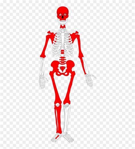 Body Of Undetermined Sex Was Either Oversampled Lacked Human Skeleton Diagram No Labels