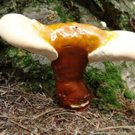 Hemlock Varnish Shelf Ganoderma Tsugae Mushroom Identification Habitat And Uses