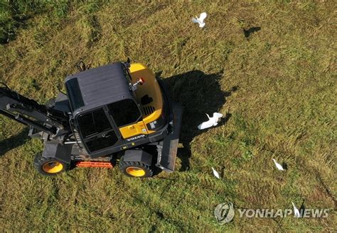 굴착기 주변에 모여드는 백로 연합뉴스