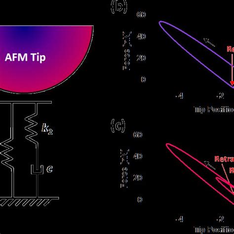 A Schematic Of Afm Tip Interacting With The Standard Linear Solid Download Scientific Diagram
