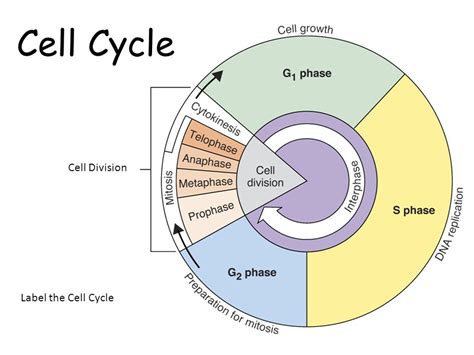 Cellular Replication Diagram Quizlet