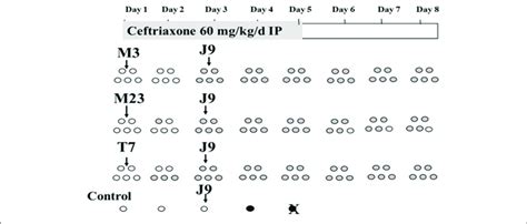 Colonization Of Non Toxigenic Clostridium Difficile Strains M3 M23 Download Scientific