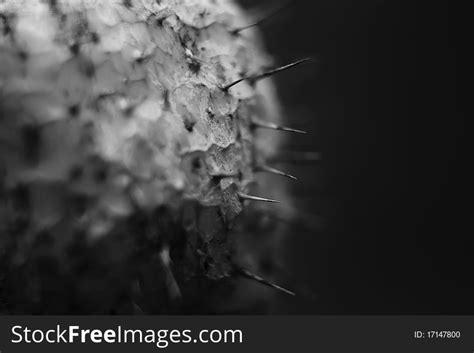 450 Prickle Free Stock Photos StockFreeImages
