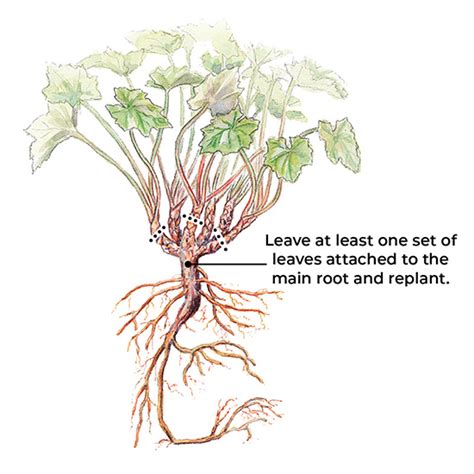 Simple Ways To Divide Plants Garden Gate