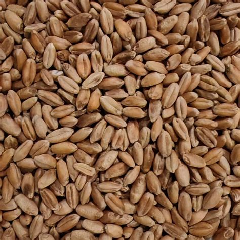 Wheatgrass Microgreen Seeds Seeds 4 You Pty Ltd