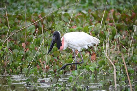 Brazil Ecoexplorer Nature And Wildlife Tours Birding Trips Amazon