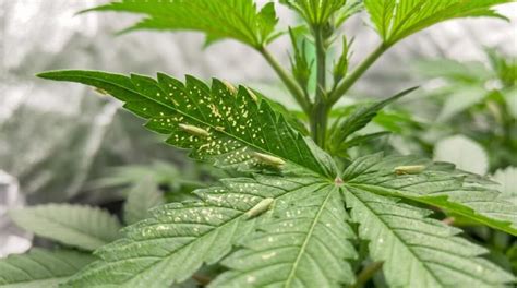 Cannabis Pests Identify Common Cannabis Bugs Auto Seeds