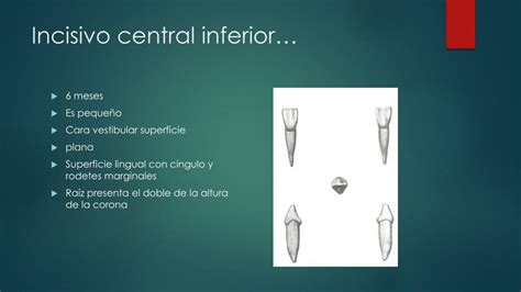 Ppt Generalidades De La Cronología Erupción Y Morfología Dentaria