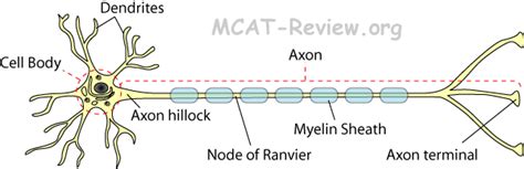 Specialized Eukaryotic Cells And Tissues Mcat Review
