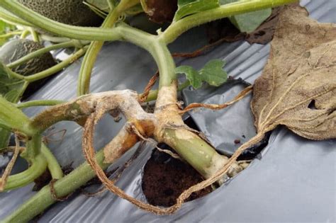 Basal Stem Rot What It Is And How To Deal With It