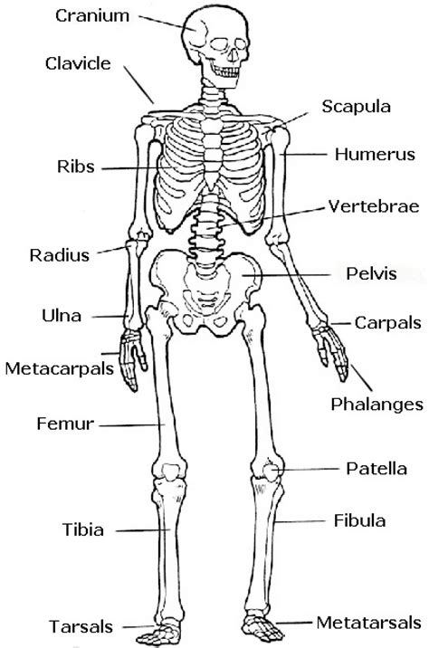 Labeled Diagram Skeletal System At Leanna Haynes Blog