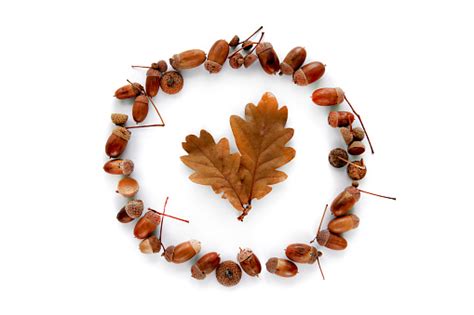 가을 구성 갈색 말린 잎과 흰색 배경에 고립 된 도토리로 만든 프레임 템플릿 모형 가을 할로윈 추수 감사절 개념을 수확 플랫