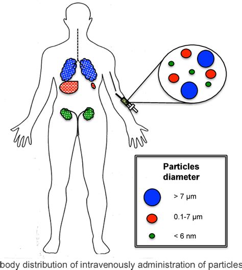 Figure 1 2 From Optimization Of The Size Of Biodegradable Polymeric Nanoparticles As