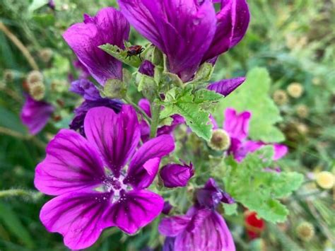 7 Best Salvia Companion Plants To Grow Together Florgeous