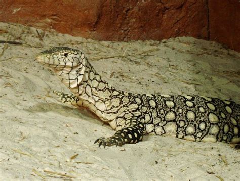 Photo 7 6 The Perentie Varanus Giganteus Is The Largest And Most