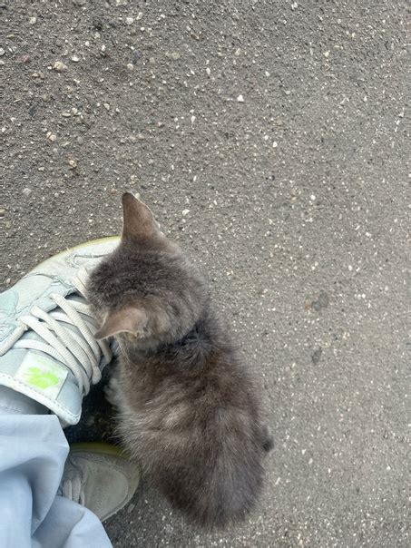 Рыболово около больницы бегает маленький или маленькая не увидела пол очень ласковый может