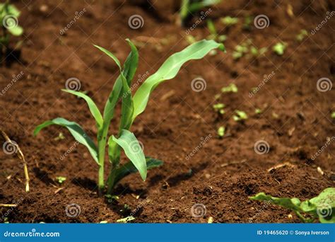 Corn Plant Field Texture Background Royalty Free Stock Image