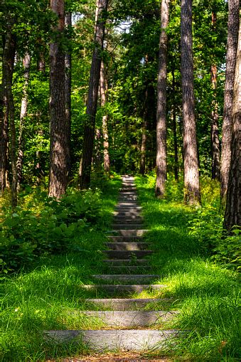 숲 경사면의 콘크리트 계단 계단 통로의 풍경 리투아니아 지역 공원의 높은 소나무로 둘러싸인 숲의 돌계단의 풍경 관점 거리가 먼에 대한 스톡 사진 및 기타 이미지 Istock
