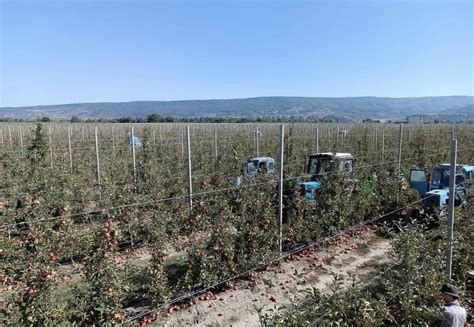 Керимхан Абасов из Дагестана может часами рассказывать о фруктовых деревьях благодатном климате