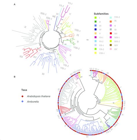 Phylogenetic Tree Of Lrr Rlk Genes A Maximum Likelihood Tree Of